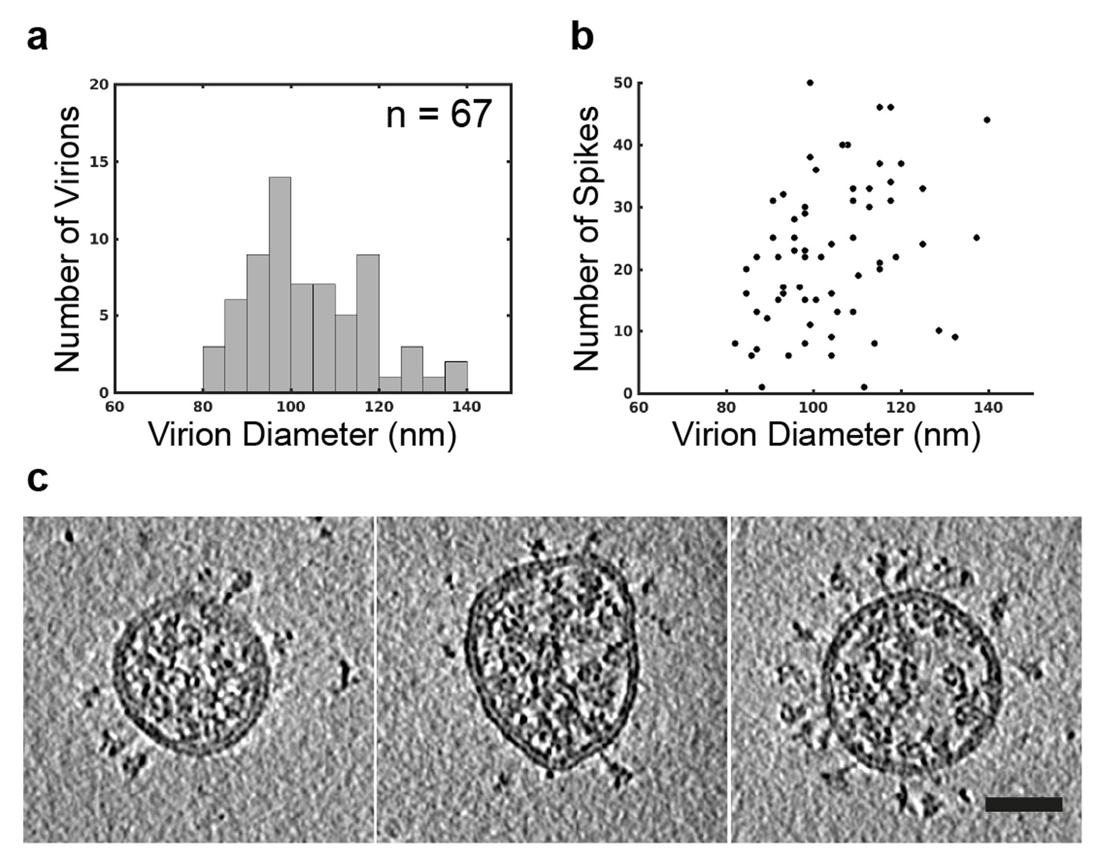 COVID19 spike (S) complex with 1 "up" and 2 "down"RBDs.