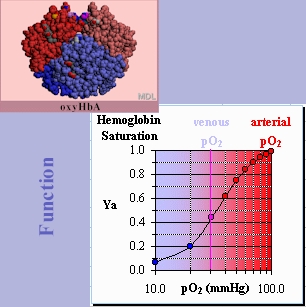 Hemoglobin Introduction