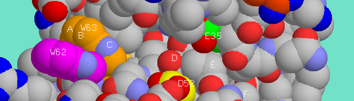 Hen Egg White Lysozyme: Overview of Function and Structure