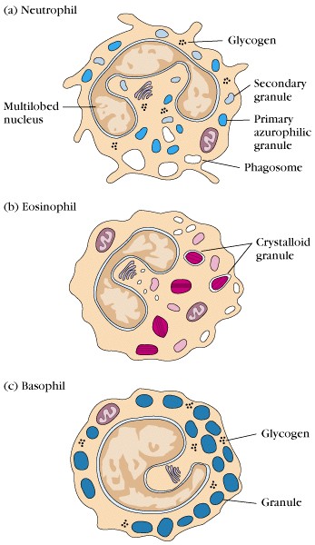 Granulocytes